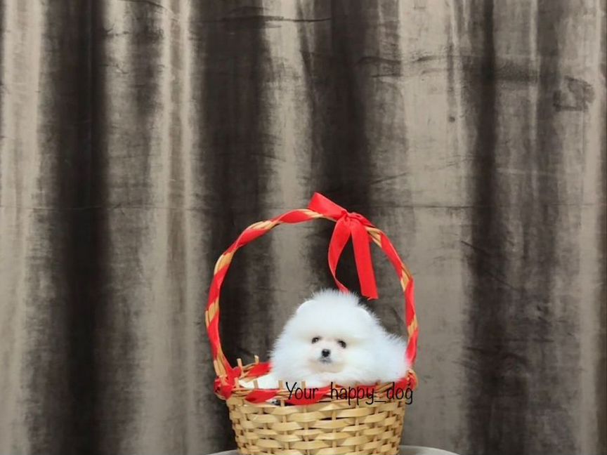 Лапочка - Девочка, Мини Шпиц