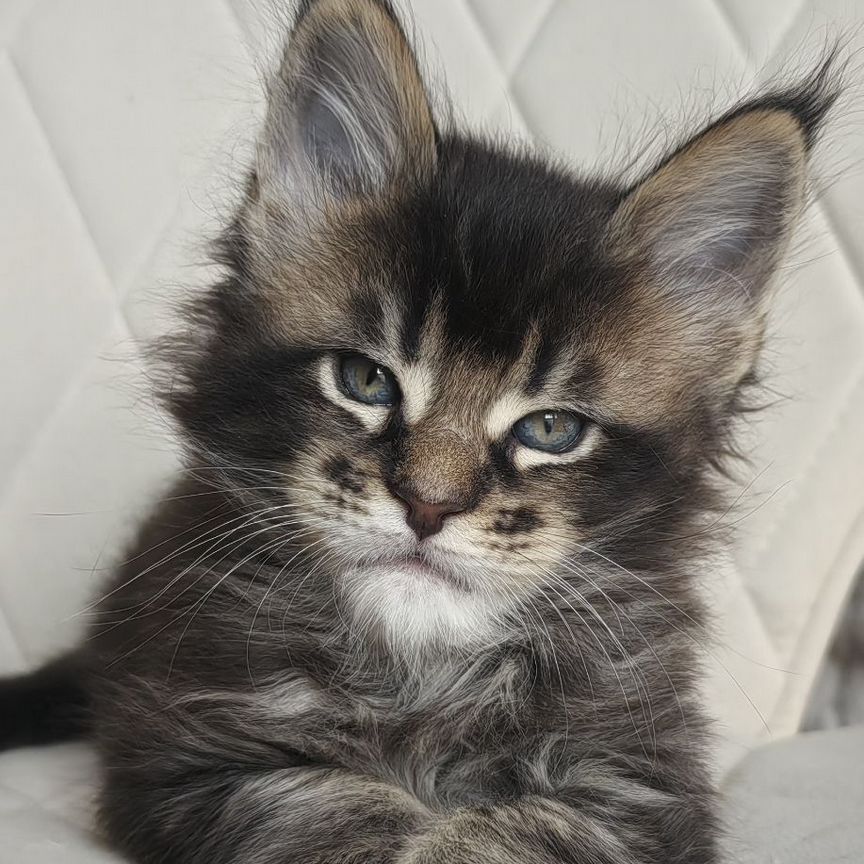 Лучшие котята Мейн кун