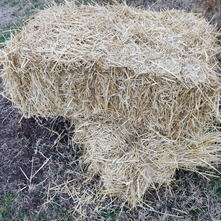 Солома в тюках пшеничная
