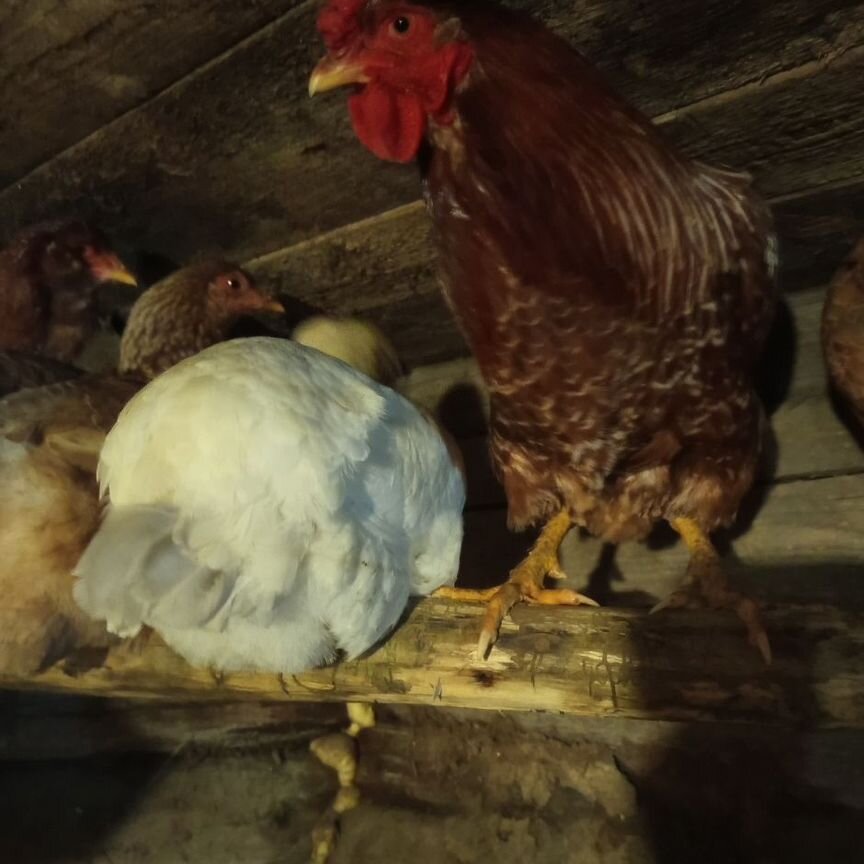 Куры молодки амеракуаны разных расцветок