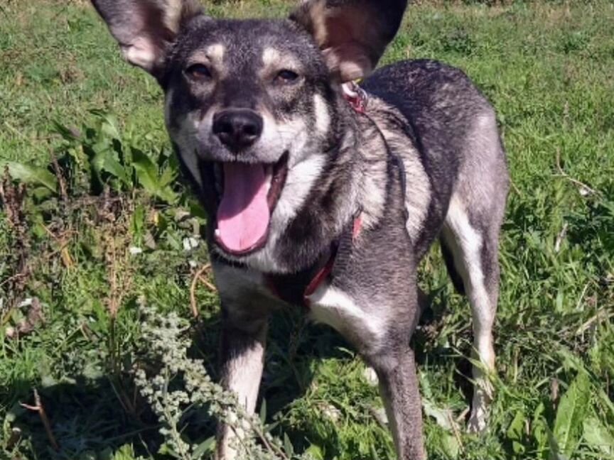 Ушастик Джима в добрые руки