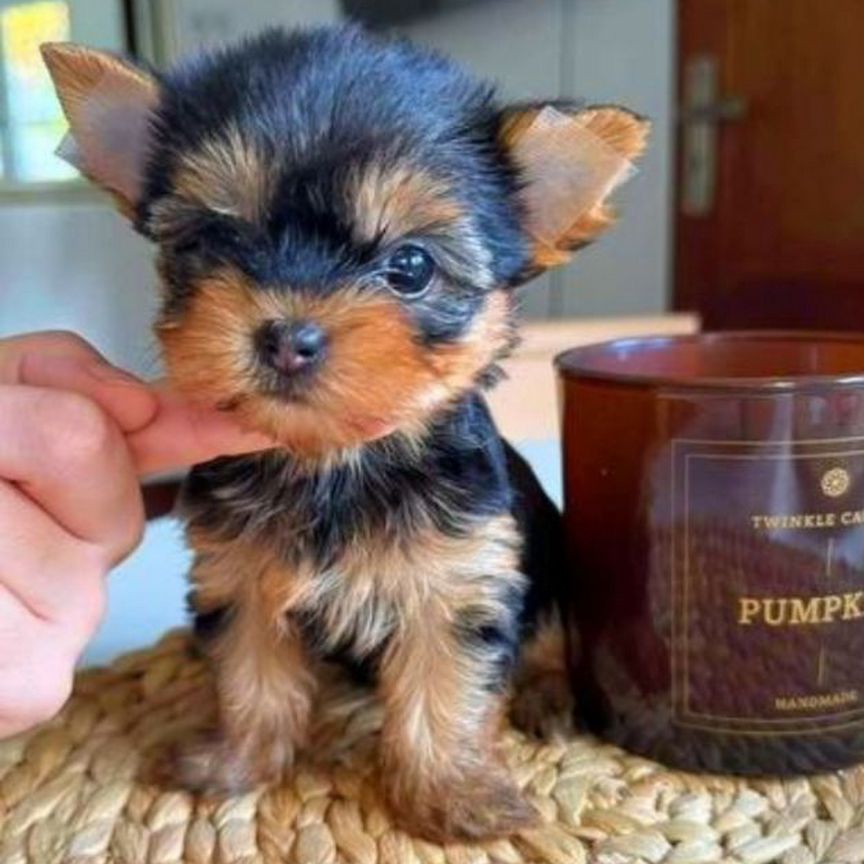 Йоркширский терьер мини