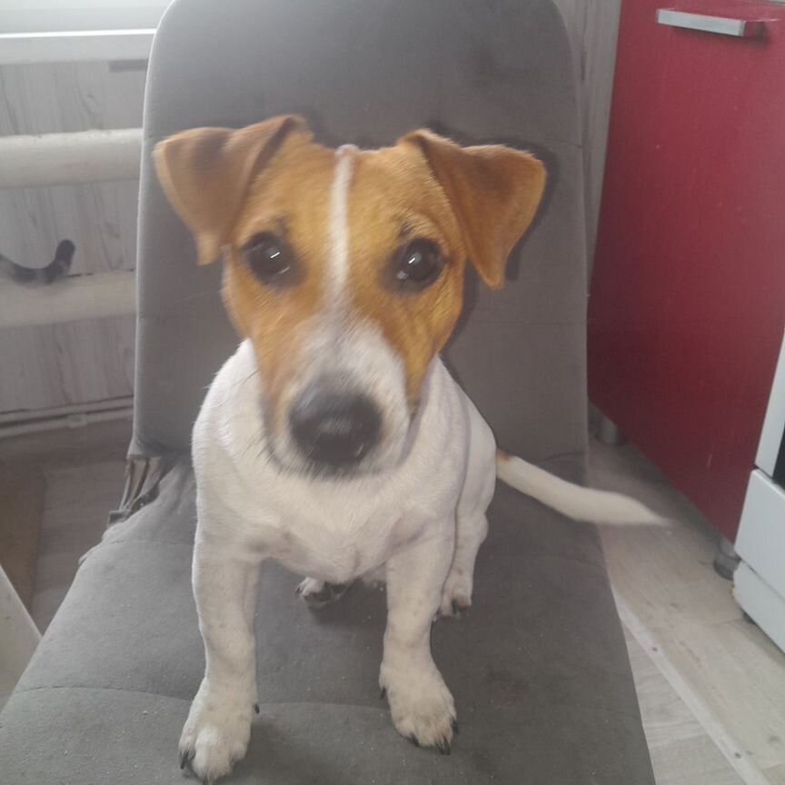 Джек рассел терьер