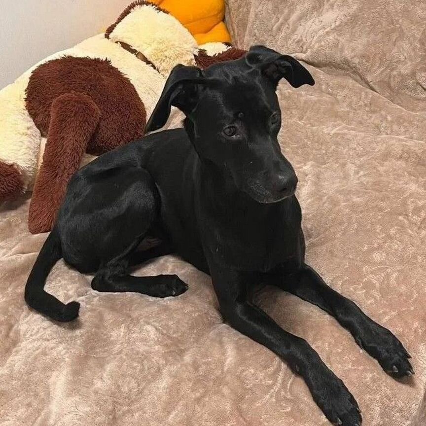 Взрослый пёс в добрые руки