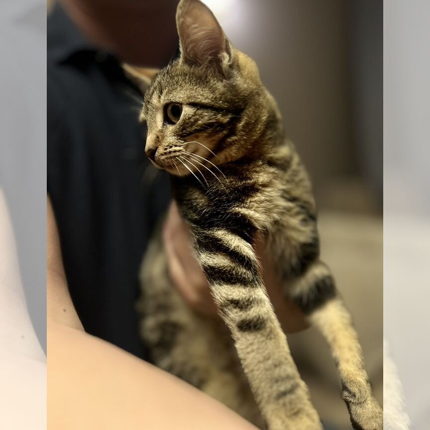 Котик ищет добрые руки