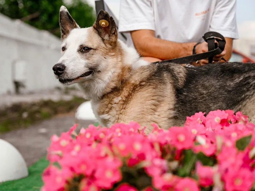 Славный пёс Цветочек ищет дом