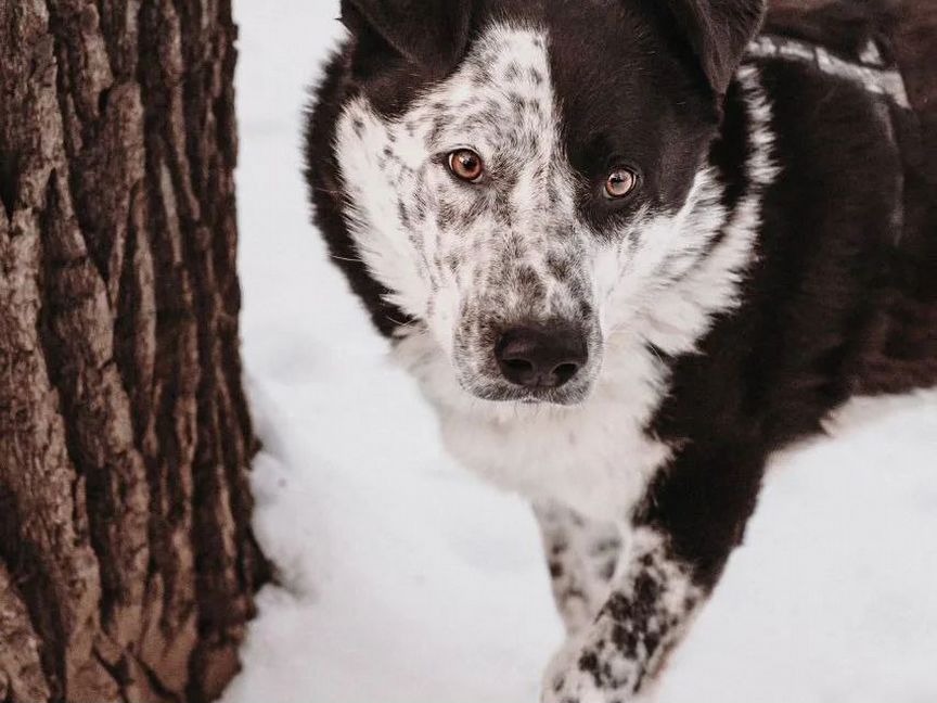 Спокойный Барон