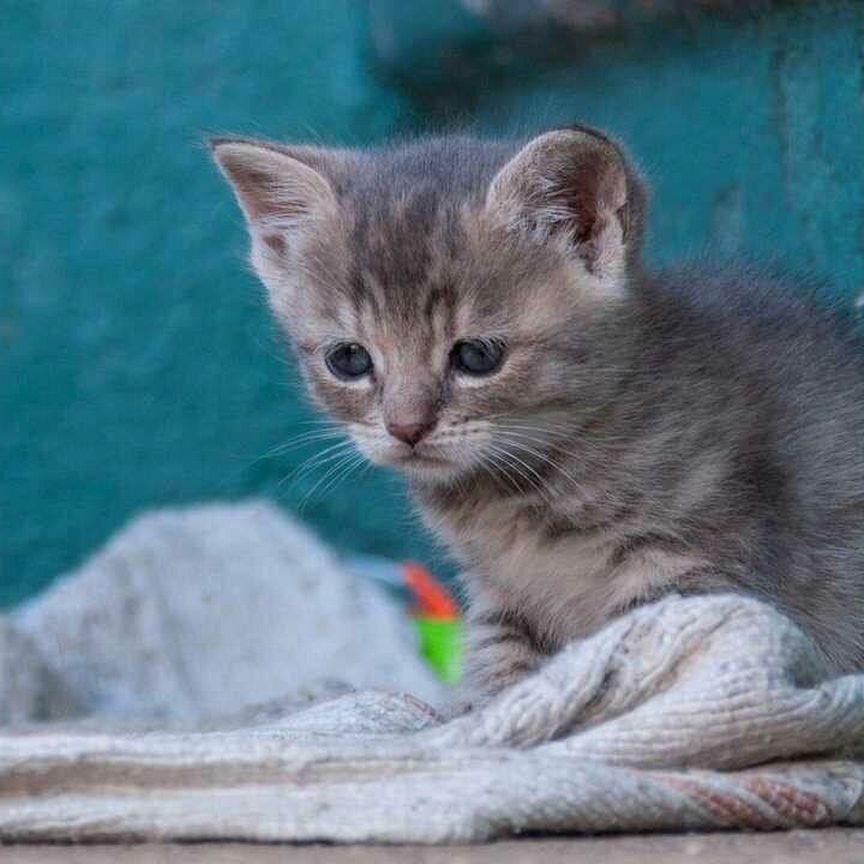 Бездомные котята