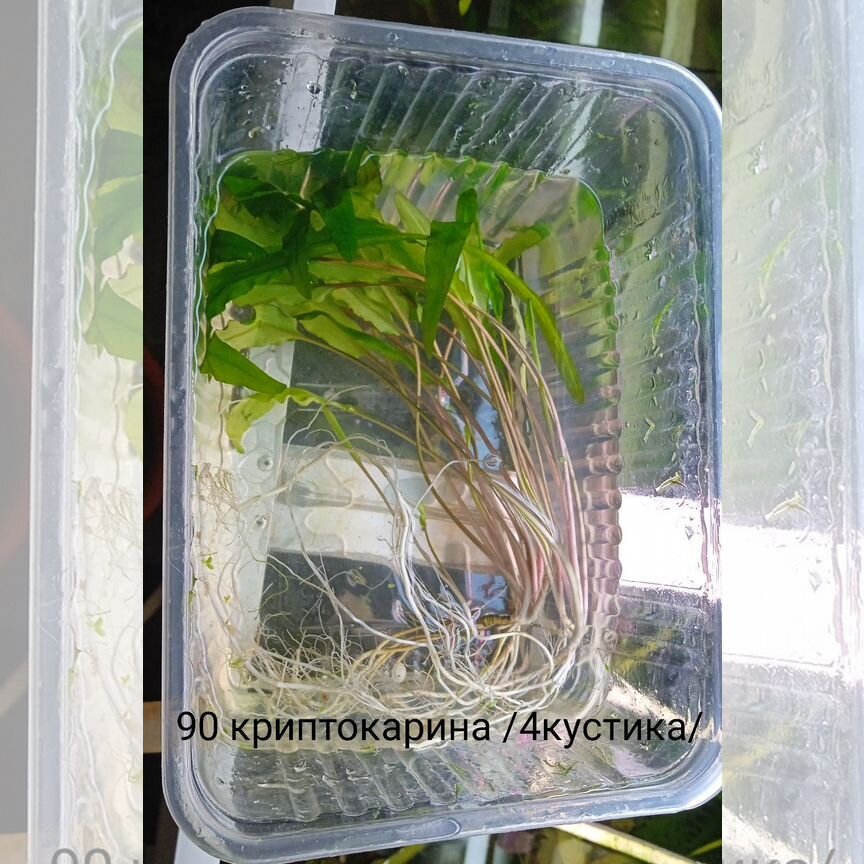 Растения аквариумные