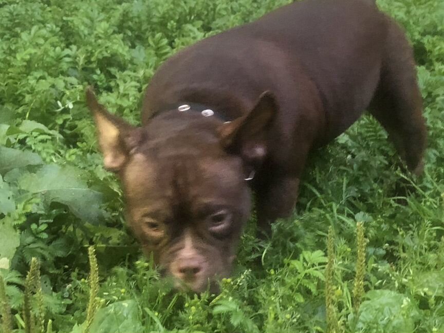 Продается собачка