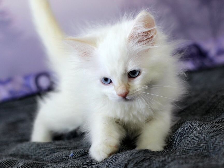 Котята Невская Маскарадная