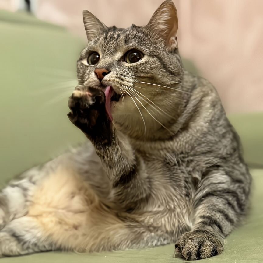 Взрослая кошка в добрые руки