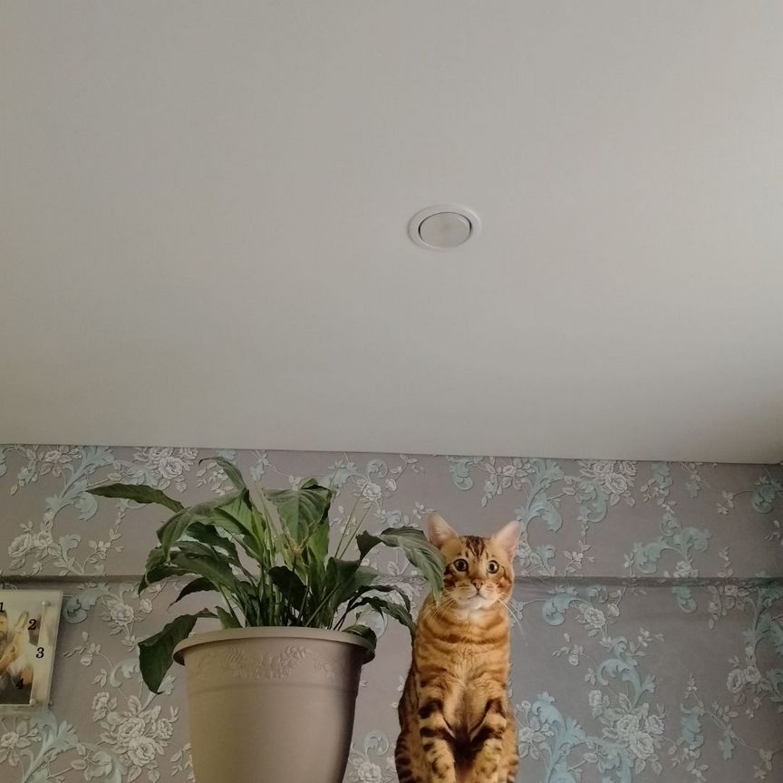 Продам кота