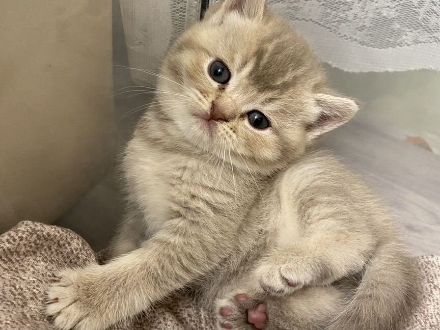 Шотландские котята