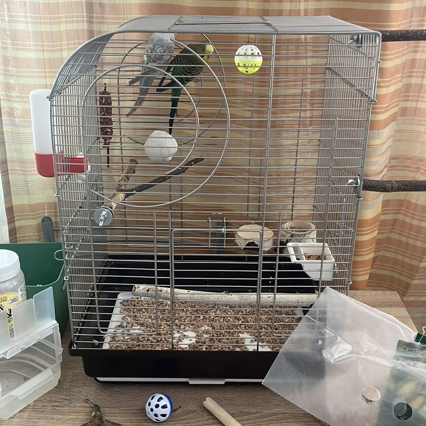 Волнистый попугай