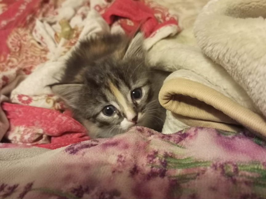 Котенок-девочка в добрые руки