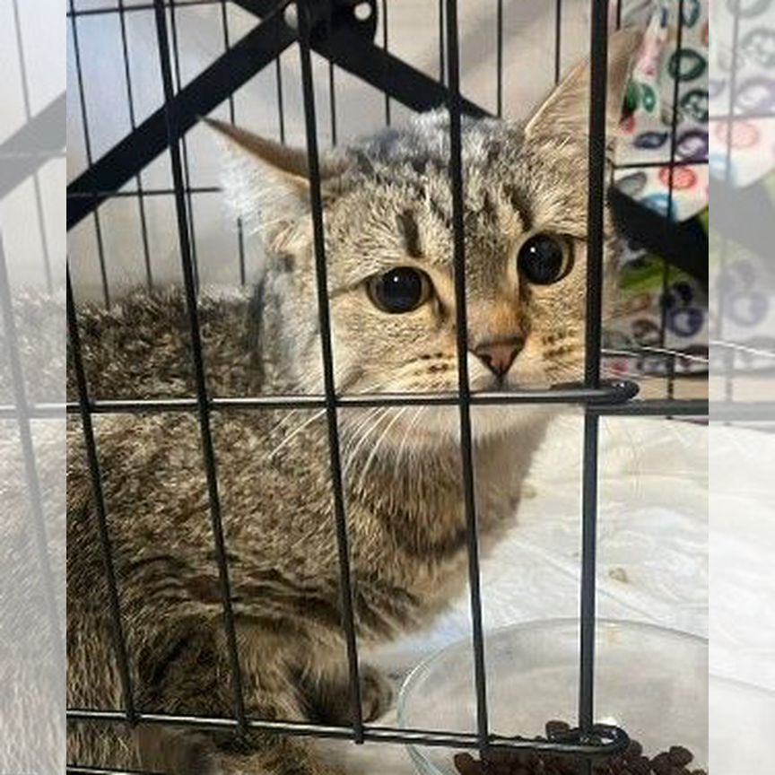 Взрослая кошка в добрые руки