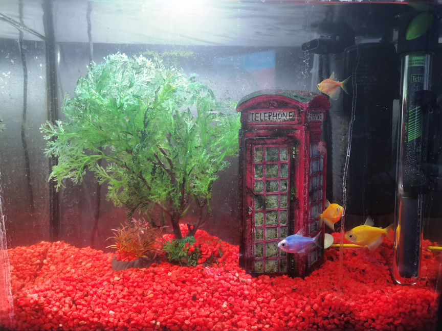 Аквариум полный комплект (с теренциями)