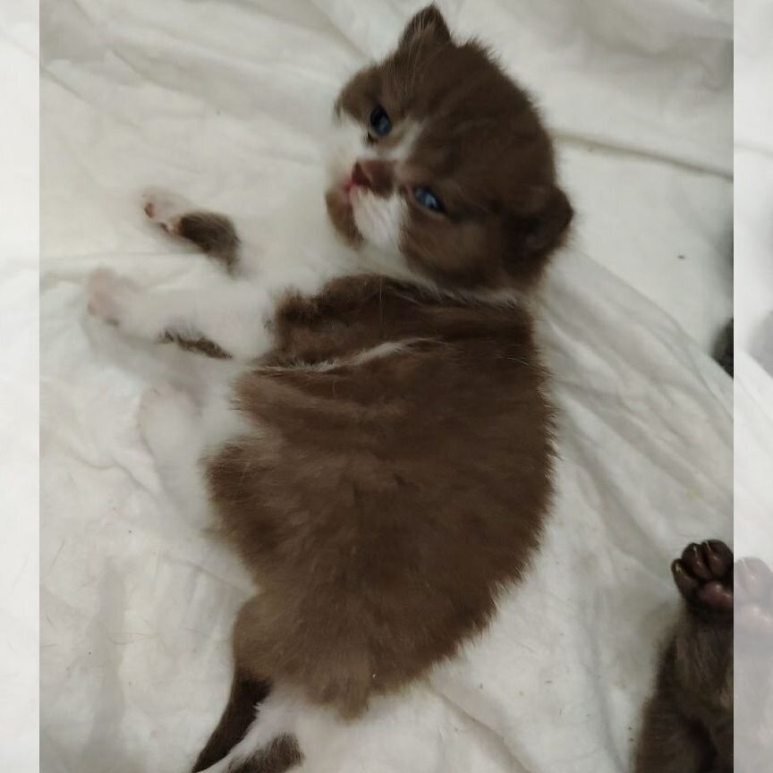 Селкирк-рекс короткошёрстный котёнок