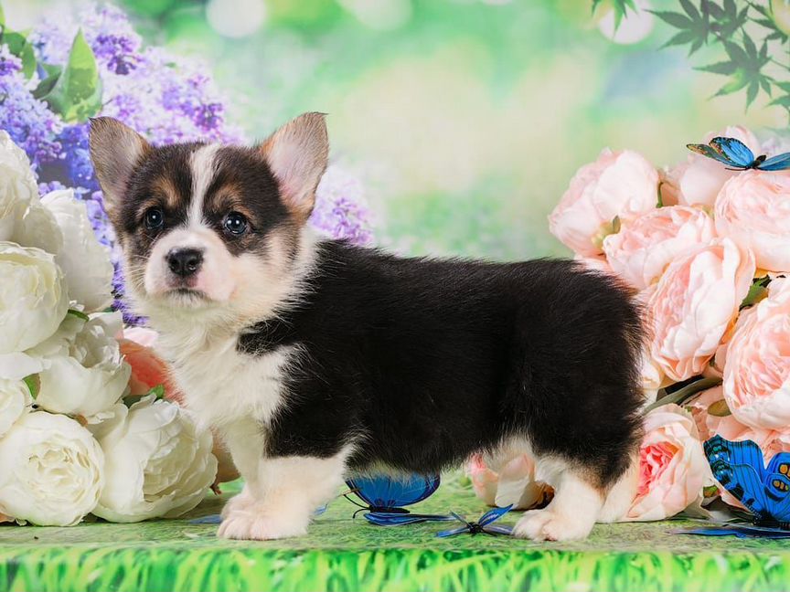 Вельш корги Пемброк