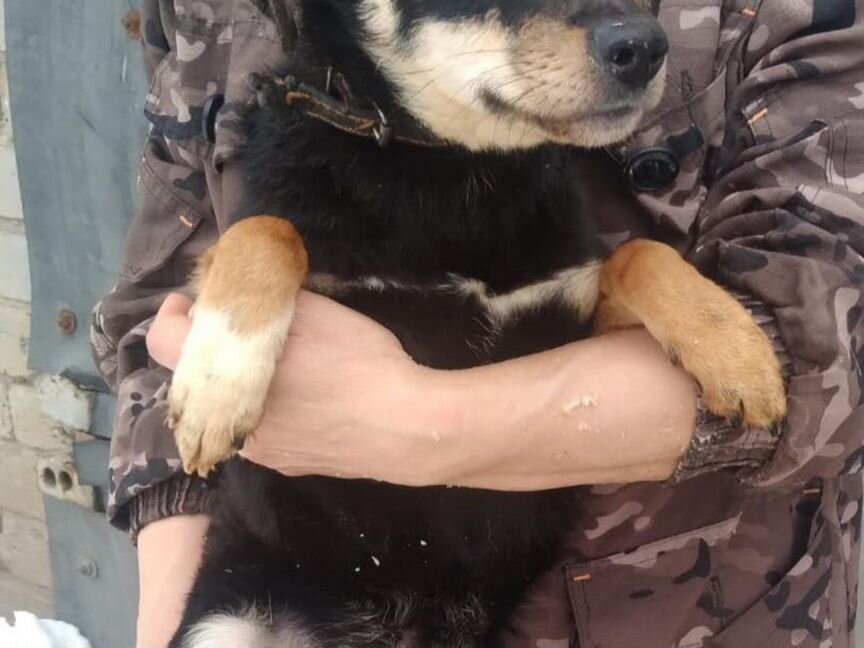 Собака мальчик