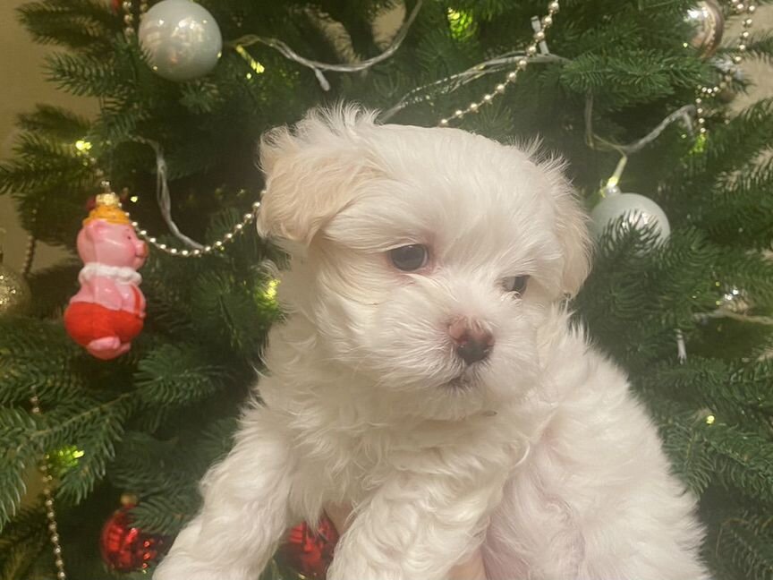 Мальтийская болонка мальчик