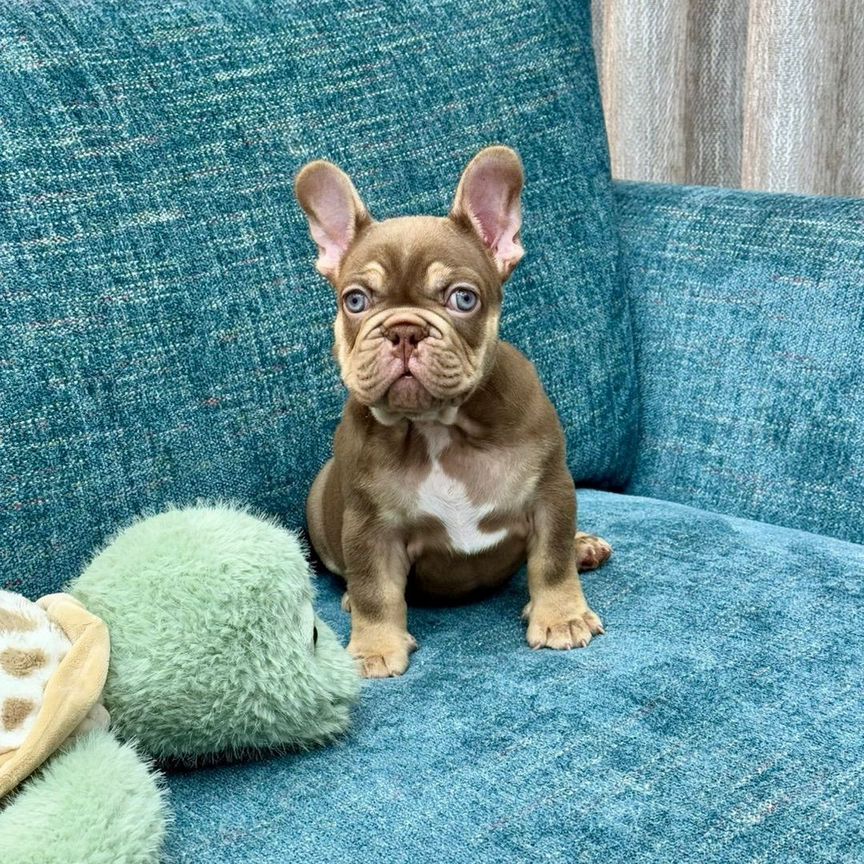 Французский бульдог