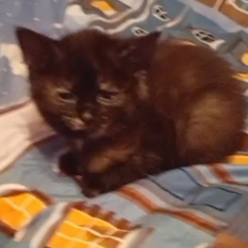 Котёнок в добрые руки