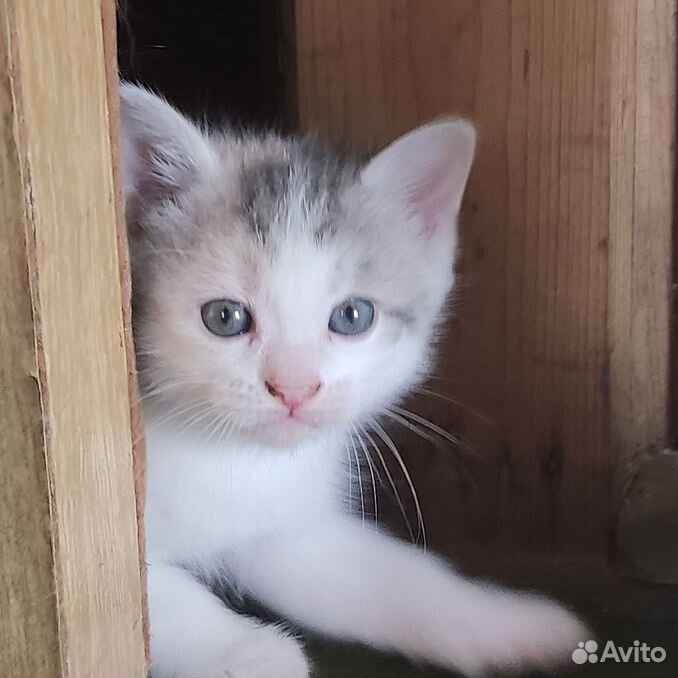 Трехцветная кошка (разбавленный калико)