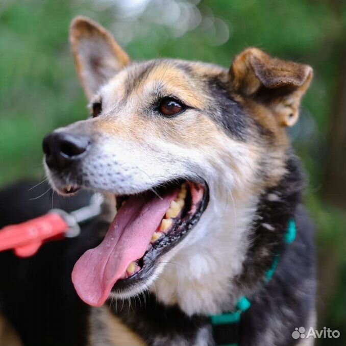 Доброй, ласковой собаке не место в приюте, в дар