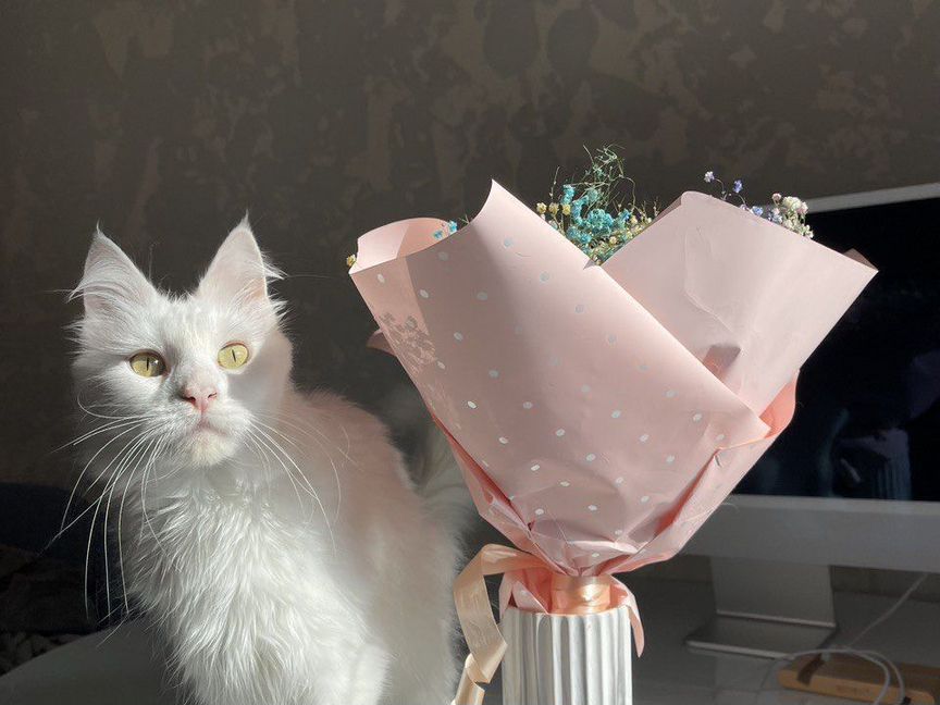 Турецкая ангора