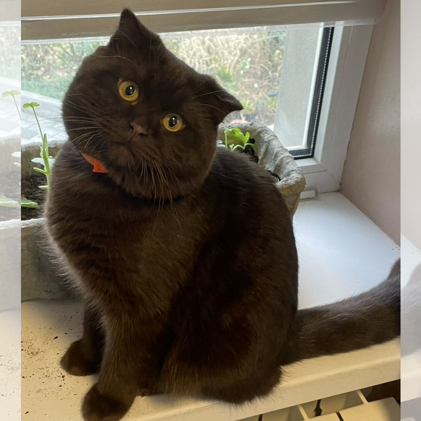 Вязка с Шотландским котом