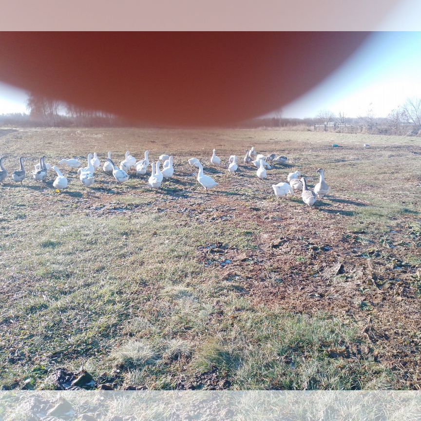 Гуси Линда белые