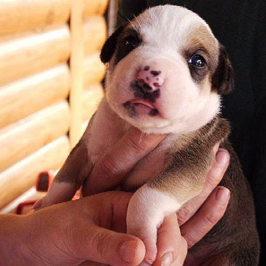 Амстаффтерьер с документами