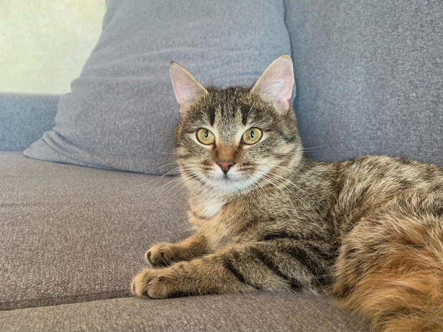 Кошки в добрые руки