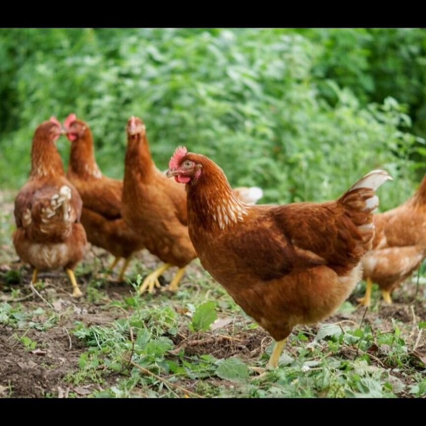 Курочки молодки несушки