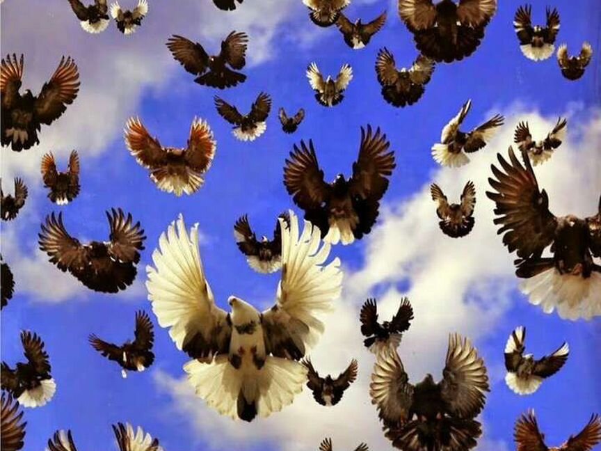 Николаевские голуби