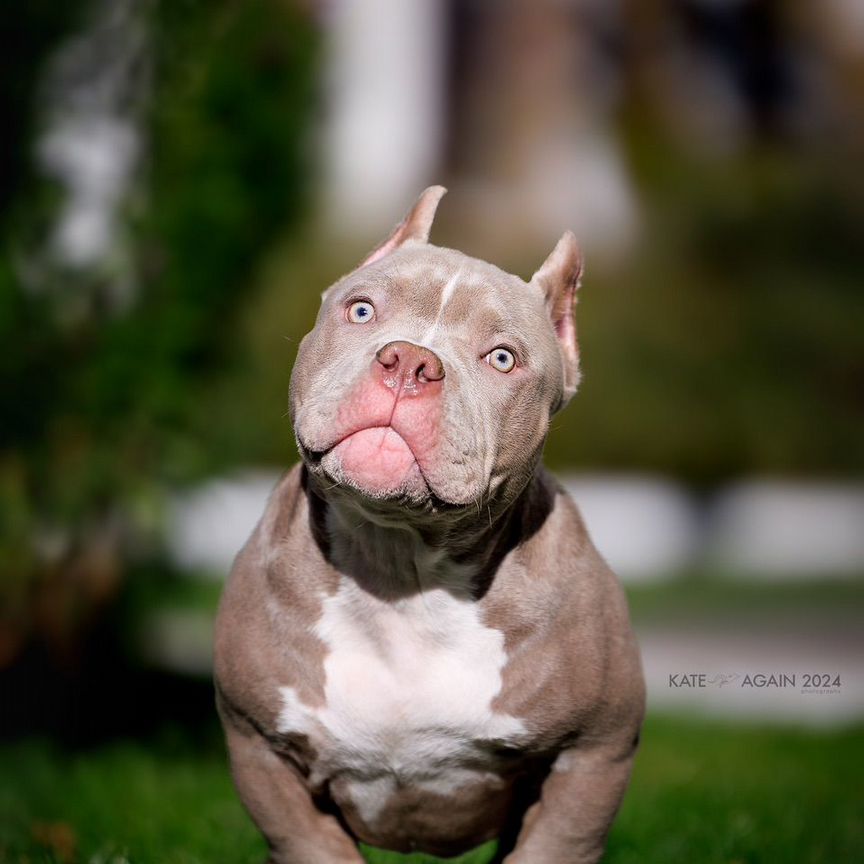 Американский булли