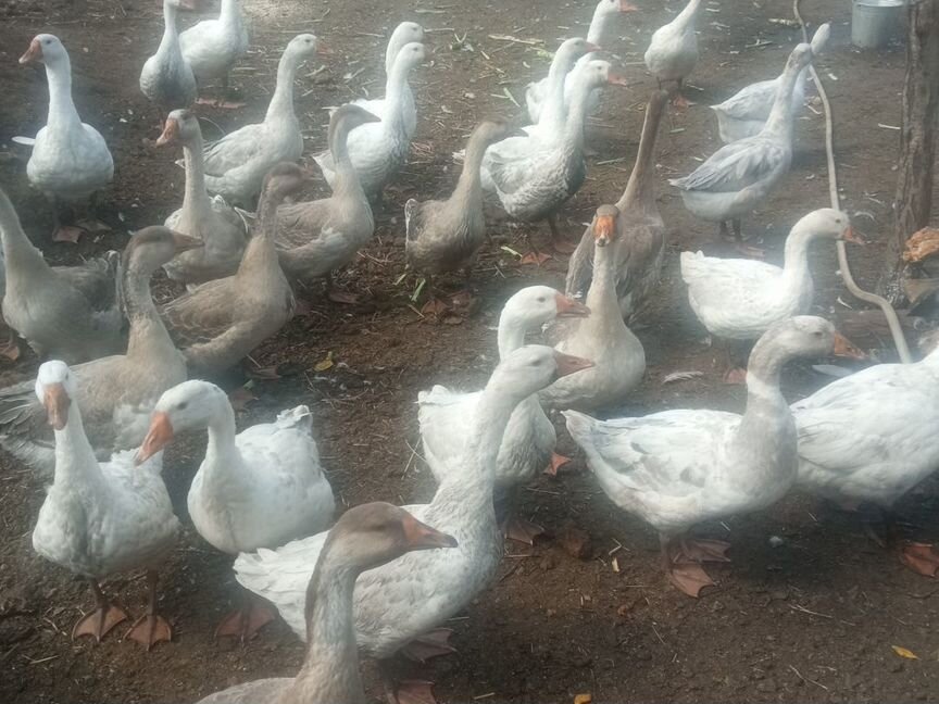 Гуси разные породы