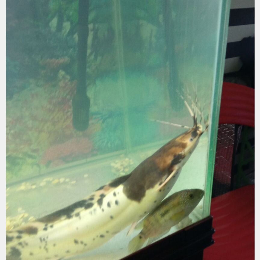 Сом Клариус