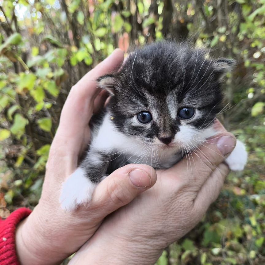 Котята красавцы