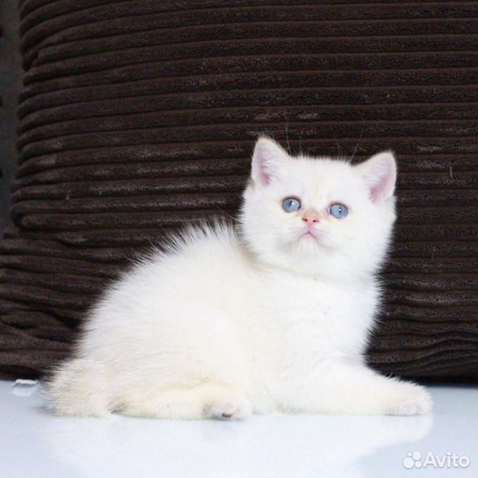 Британский котёнок золотой колор
