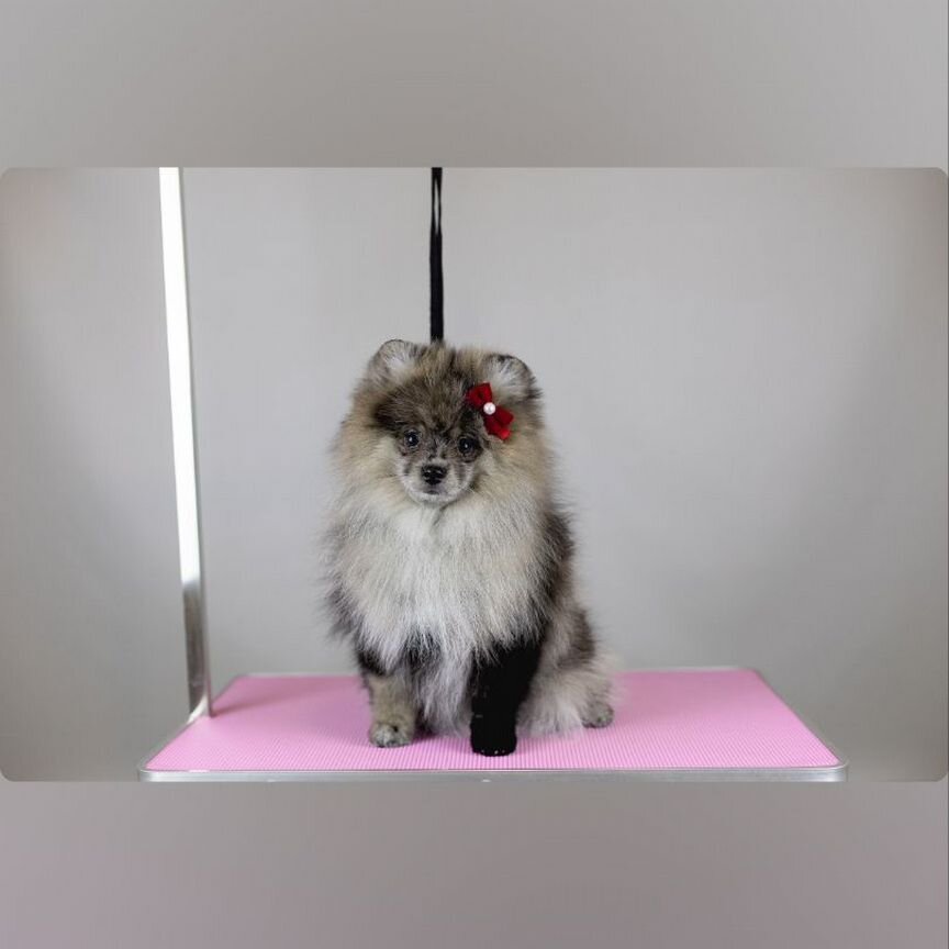 Малый немецкий шпиц щенки