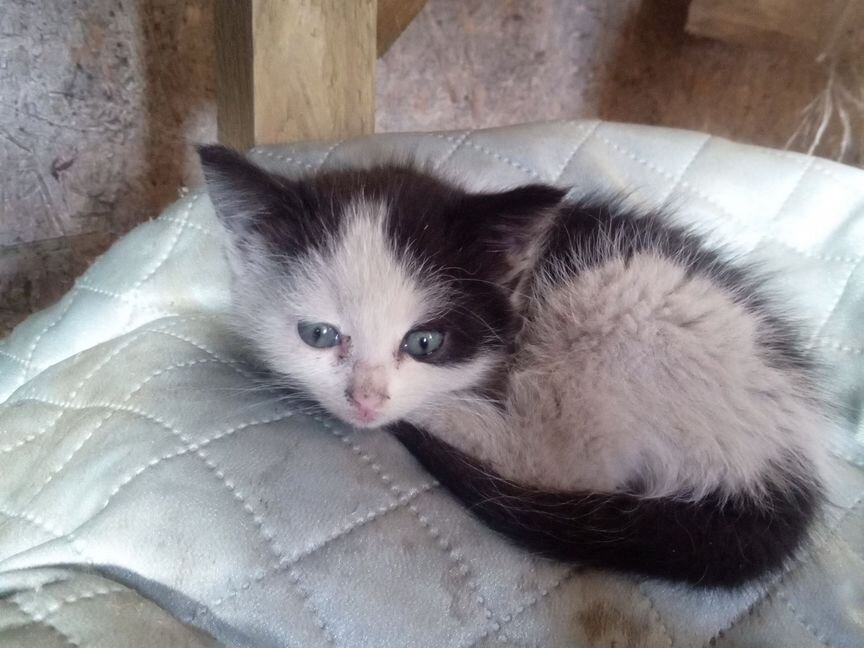 Котята в добрые руки бесплатно