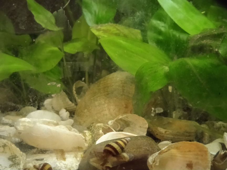 Креветки Вишня и улитки Хелены