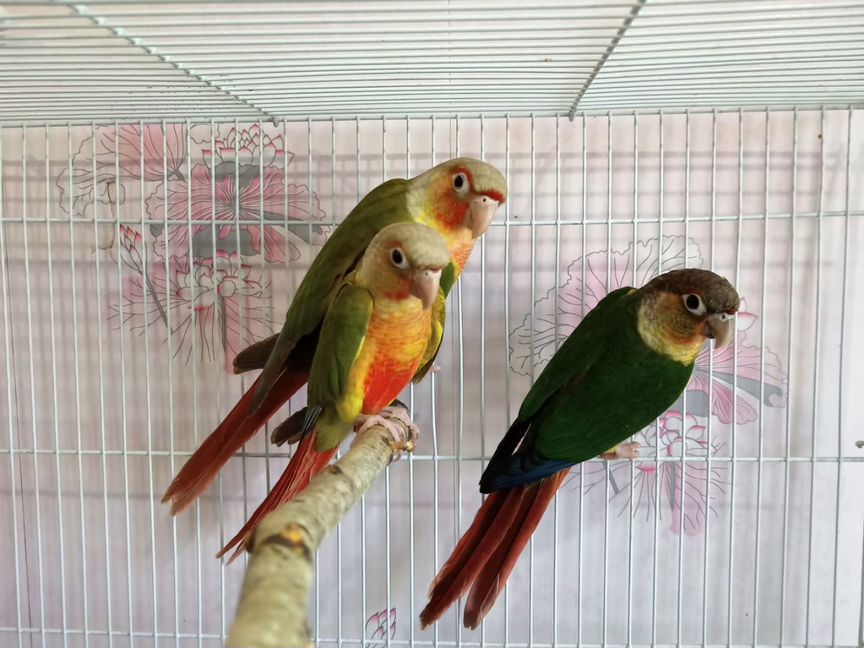 Попугаи пирруры