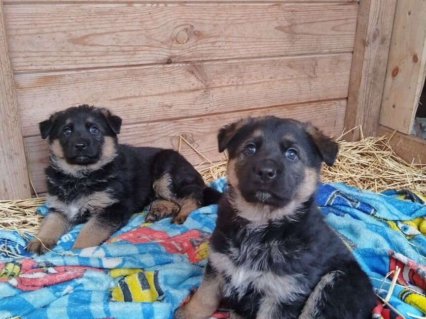Щенки немецкой овчарки в добрые руки