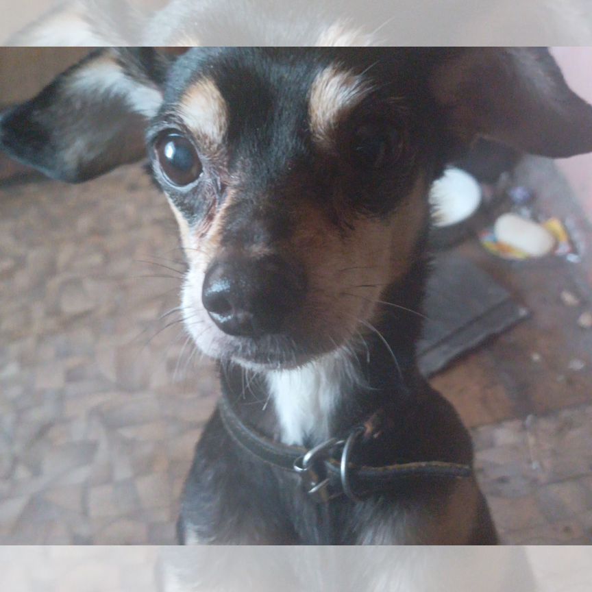 Русский той-терьер, взрослый пёс