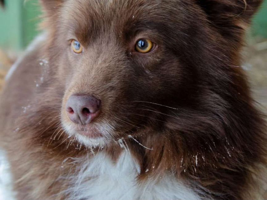 Собаки бесплатно в добрые руки
