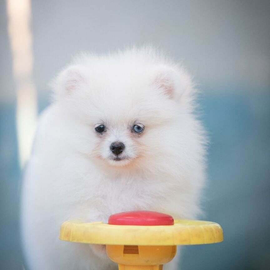 Померанский шпиц белый голубоглазый